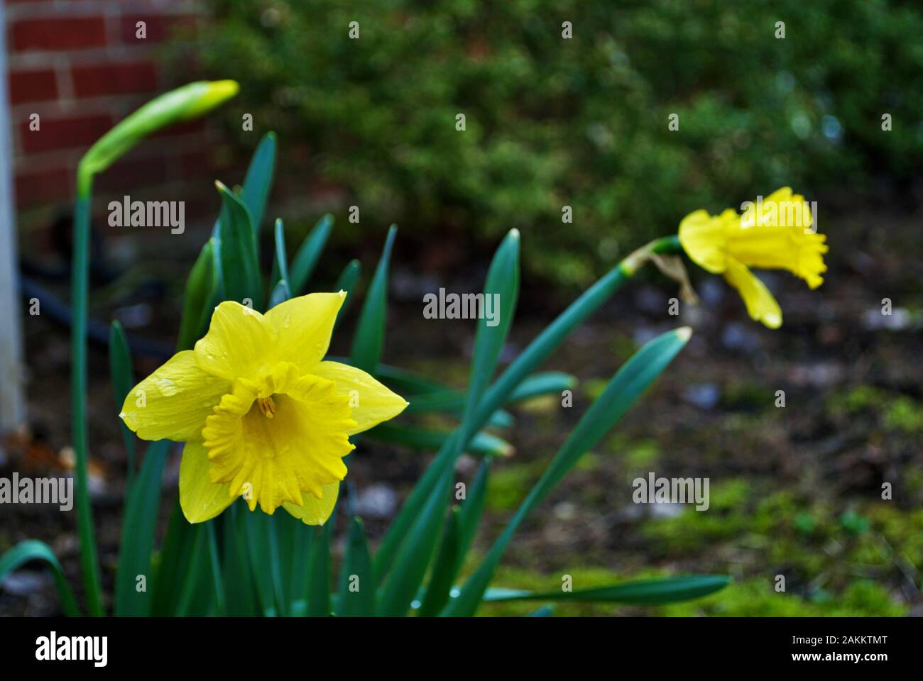 Daffodil flower in rain hi-res stock photography and images - Alamy