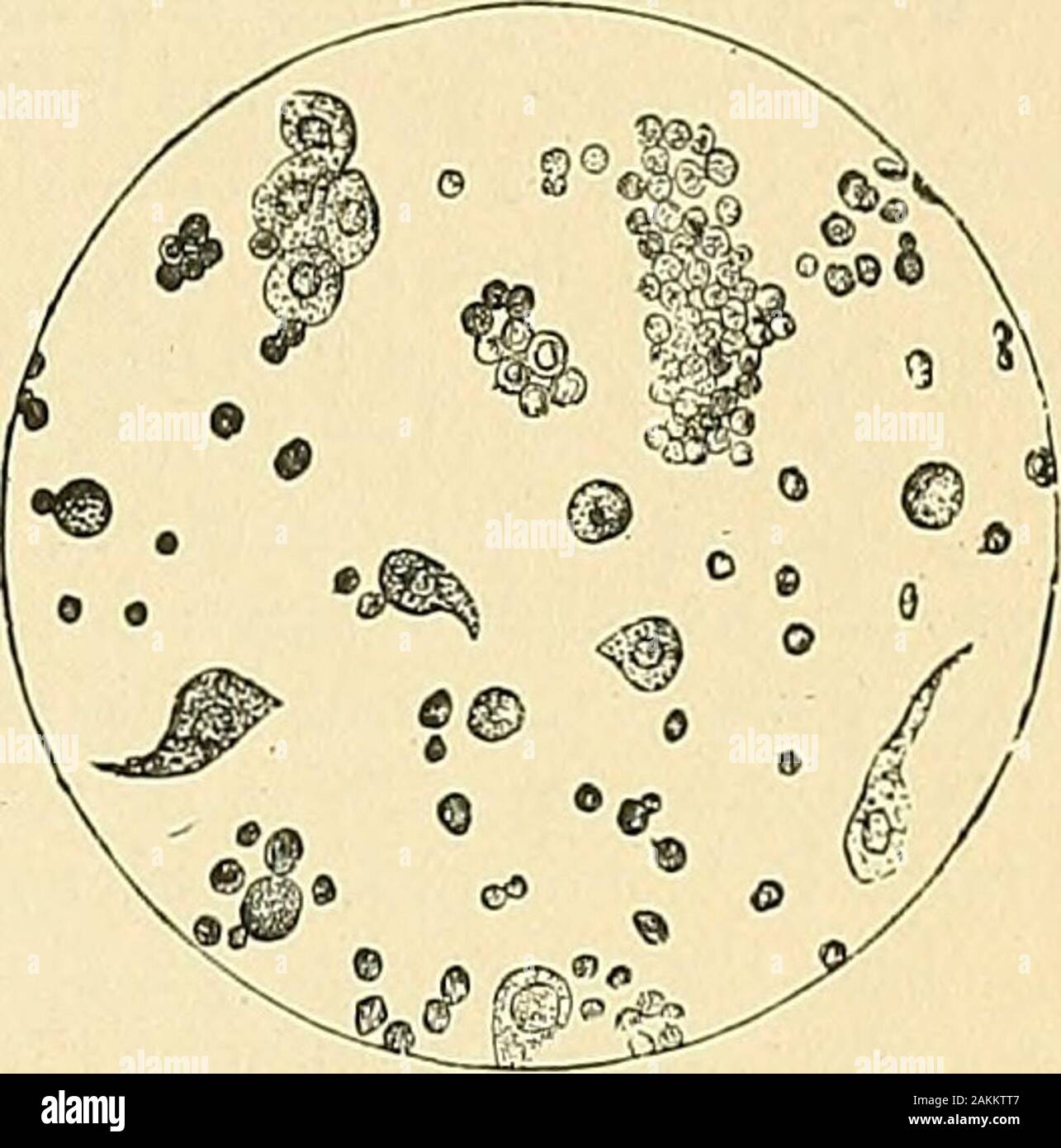 Urinary bladder layers hi-res stock photography and images - Alamy