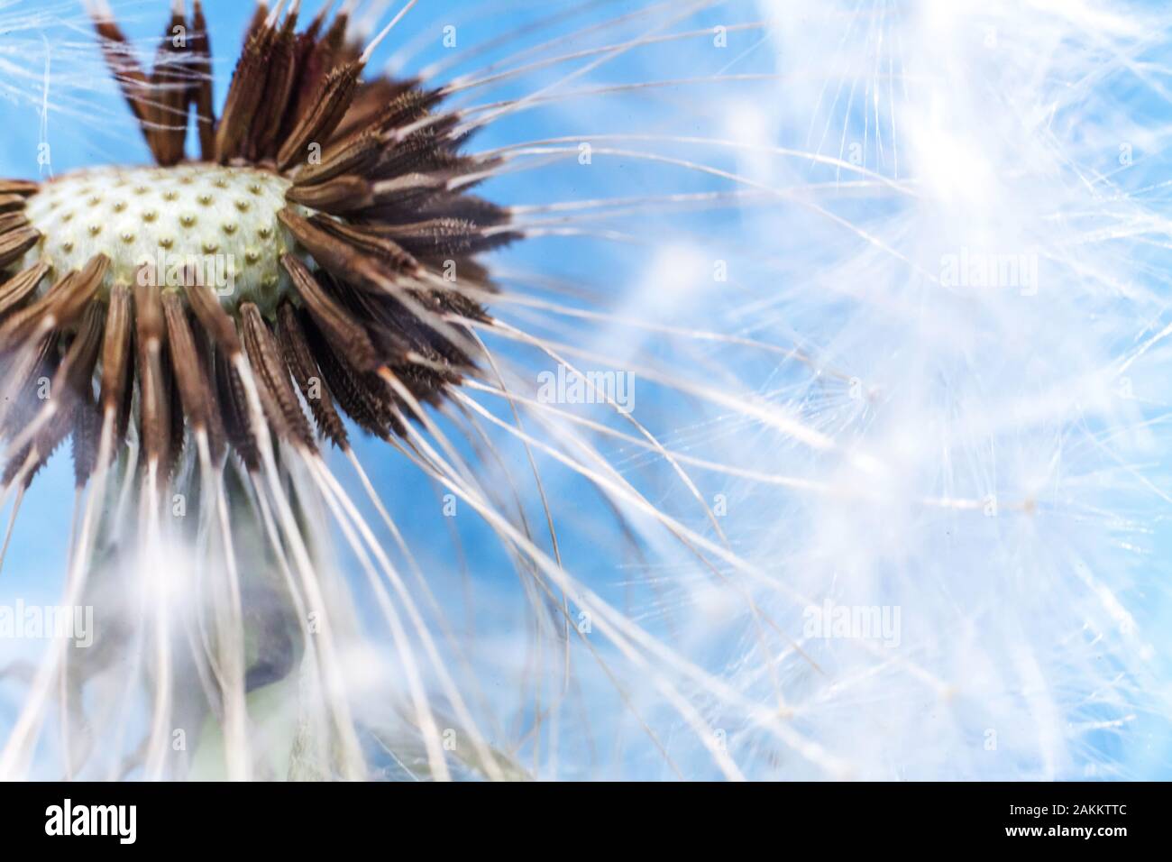 Dandelion seeds blowing in wind summer field on blue background. Change ...