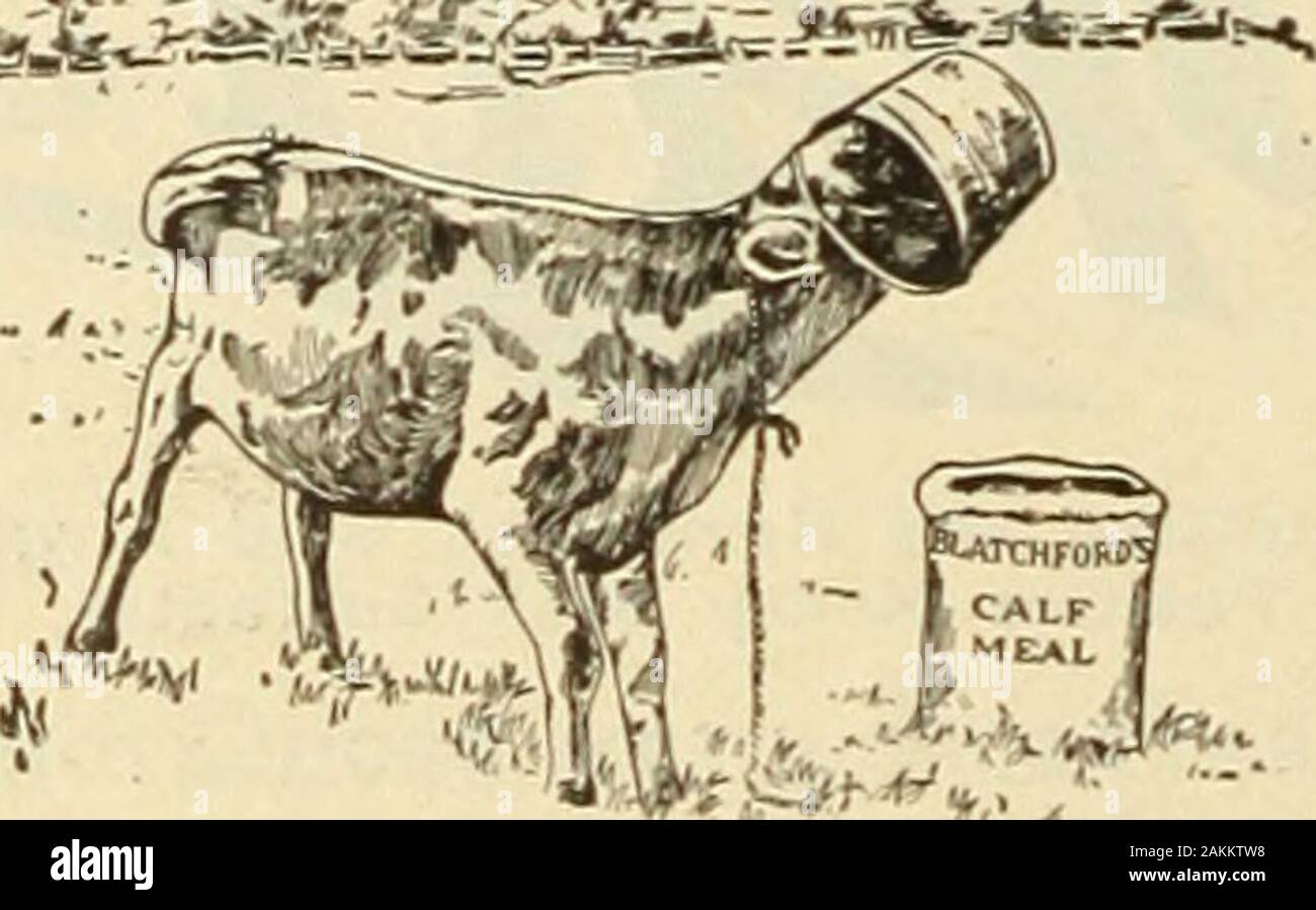 Calf milk substitute hi-res stock photography and images - Alamy