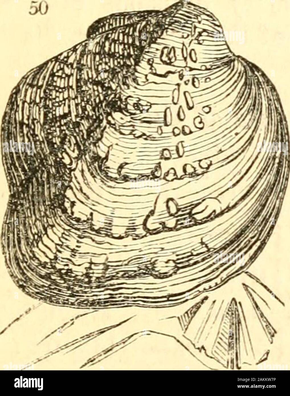 A treatise on malacology; or, Shells and shell fish . e greater ...