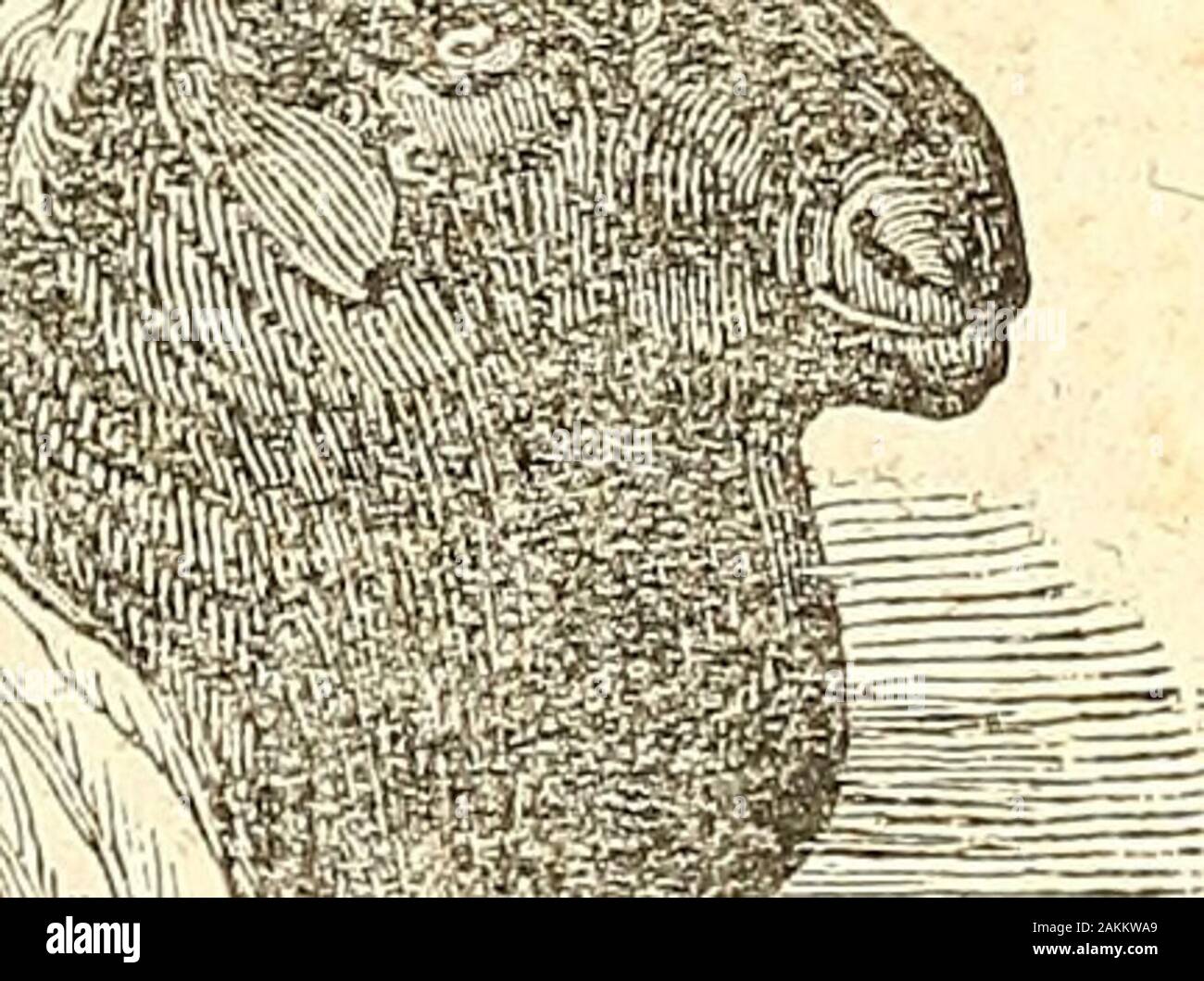 Throat tuft hi-res stock photography and images - Alamy