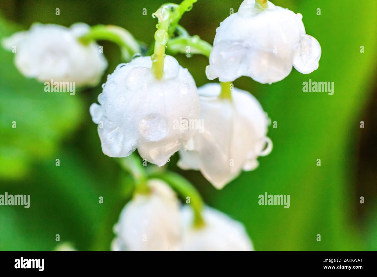 Flowers beautiful smell lily of the valley or may-lily with drops after ...