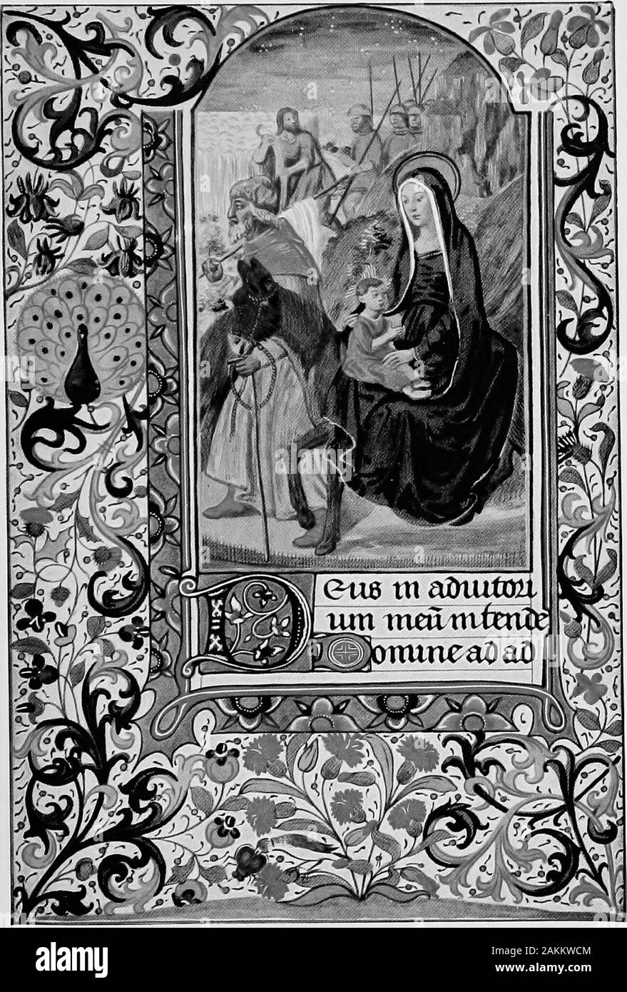 Rex manu hi-res stock photography and images - Alamy