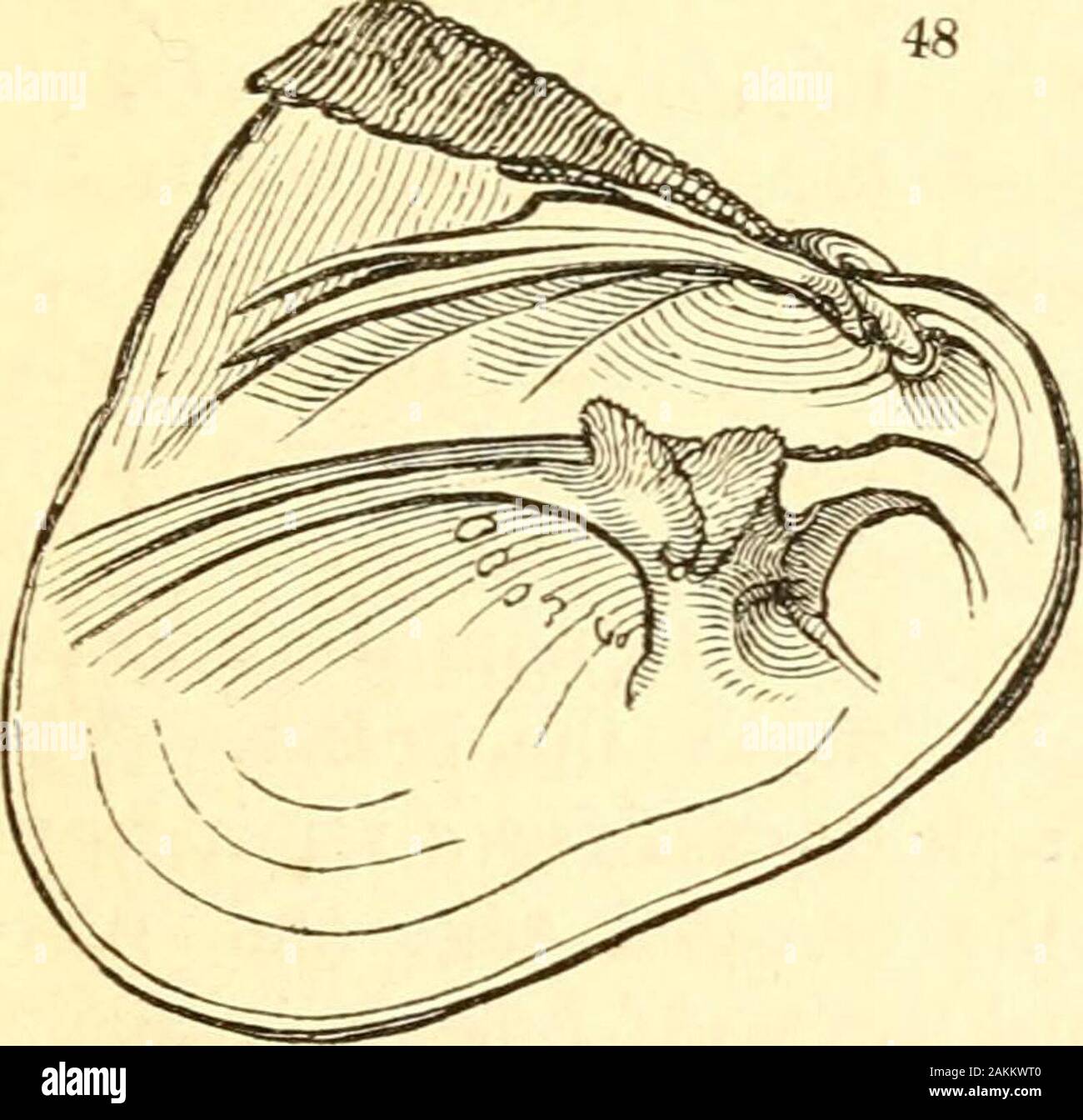 Slightly compressed fish hi-res stock photography and images - Alamy