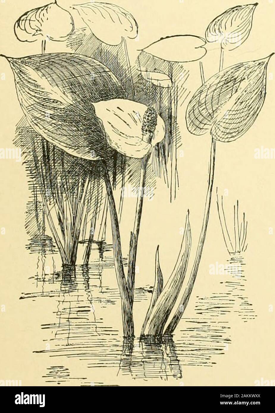 Distichous hi-res stock photography and images - Alamy