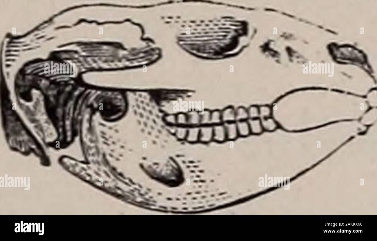 Natural history of animals; . Fig. 99. —Wombat. Fig. 100. — Skull of ...