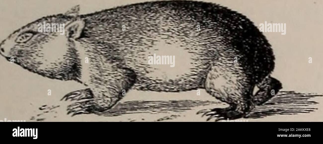 Long weak legs hi-res stock photography and images - Alamy