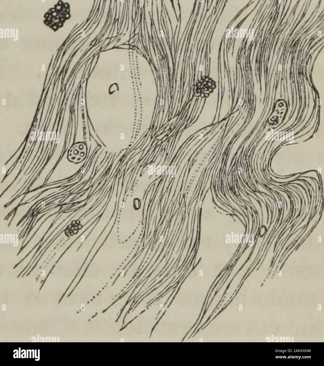 The principles of surgery . Fig. 206. : ,01. Fig. 205. Microscopic ...