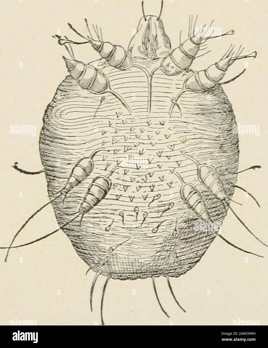 Harvestmite hi-res stock photography and images - Alamy