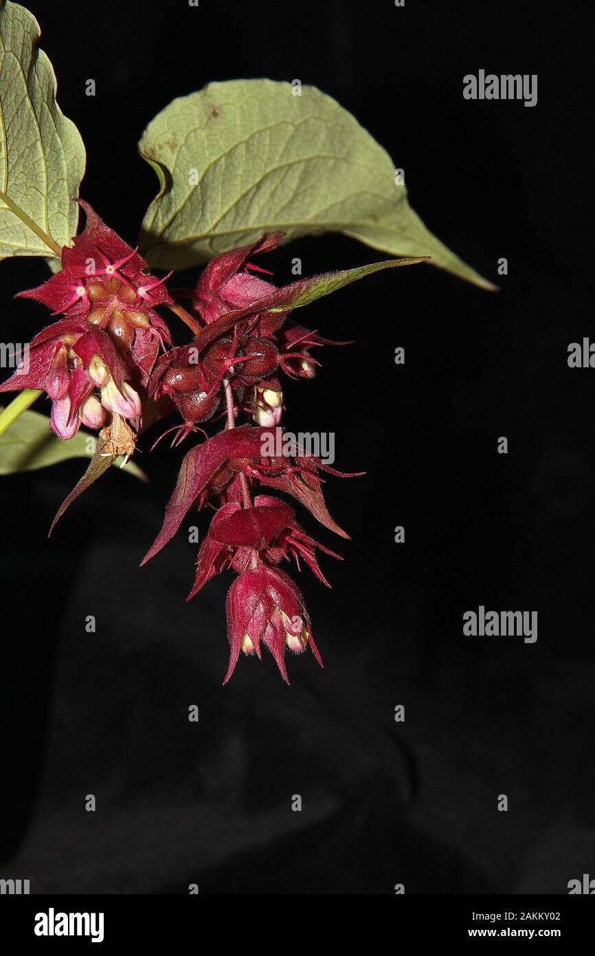 Coriaria hi-res stock photography and images - Alamy