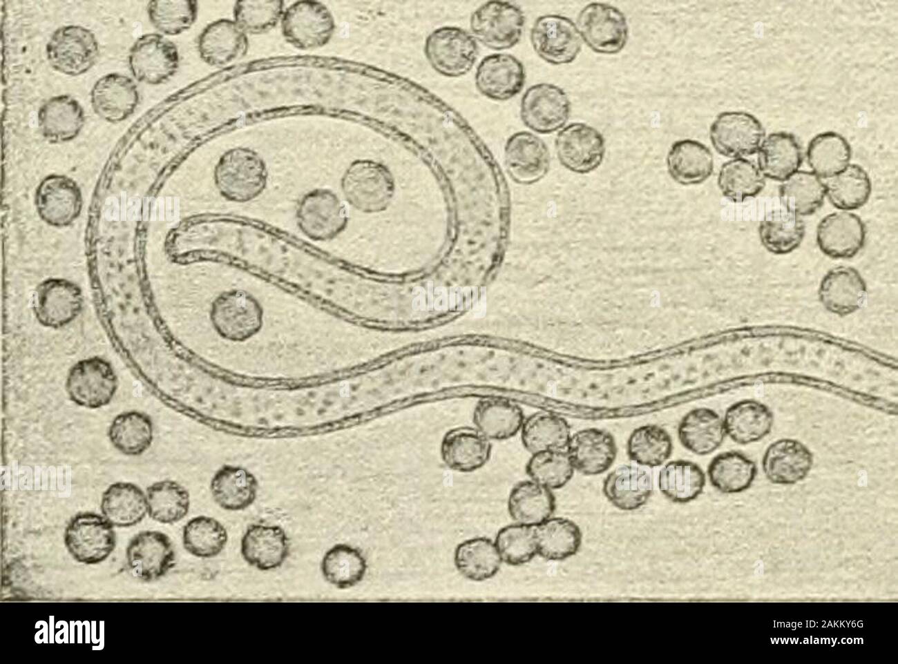 Proboscis Worms High Resolution Stock Photography and Images - Alamy