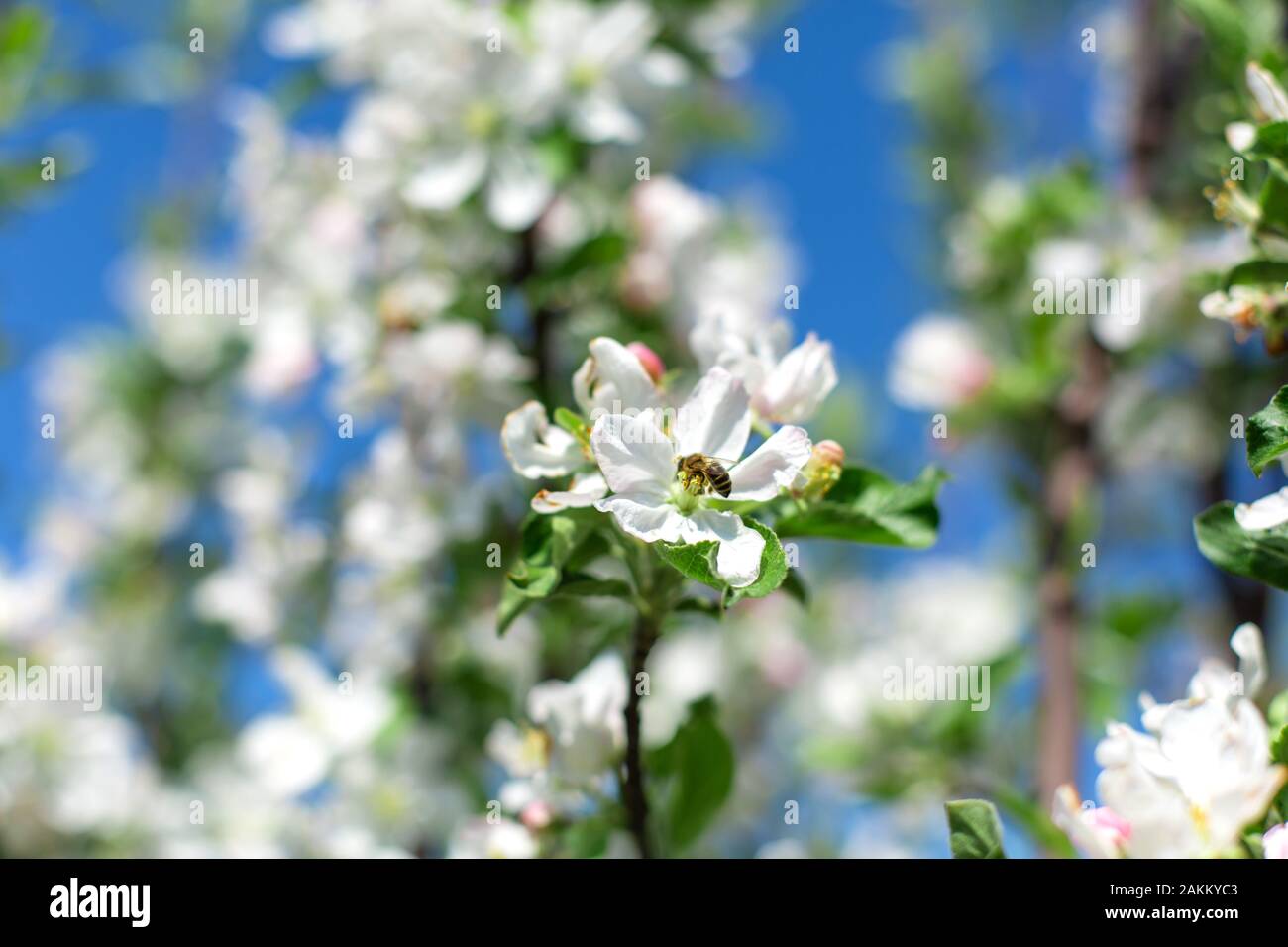 blooming flowers on tree branches close up Stock Photo - Alamy