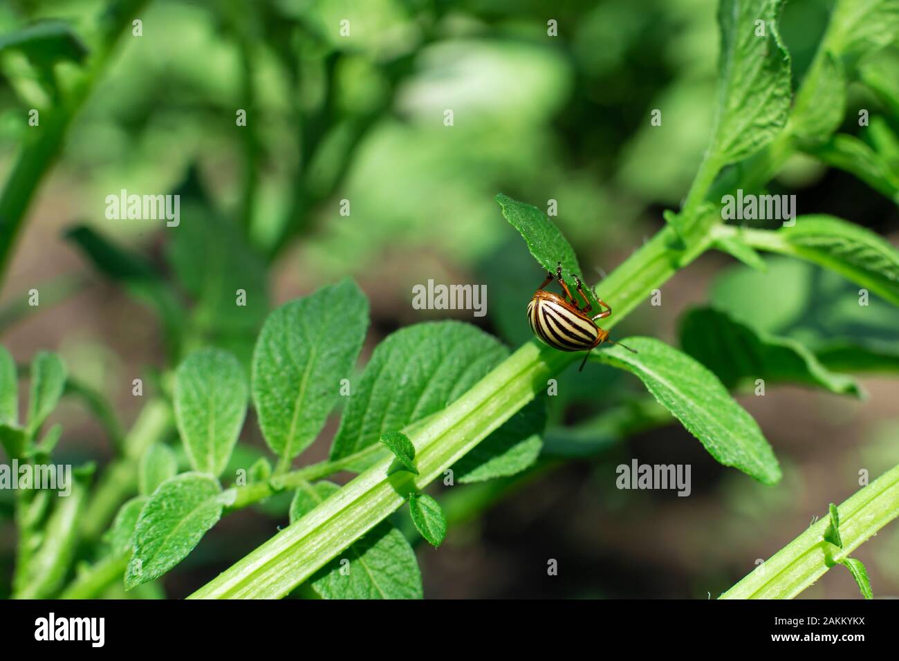 Colorado beetles eat potato crop in the garden Stock Photo - Alamy