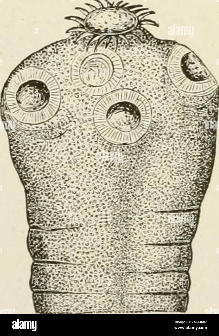 General and dental pathology with special reference to etiology and ...