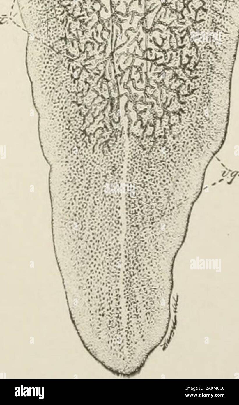 Fluke worms hi-res stock photography and images - Alamy