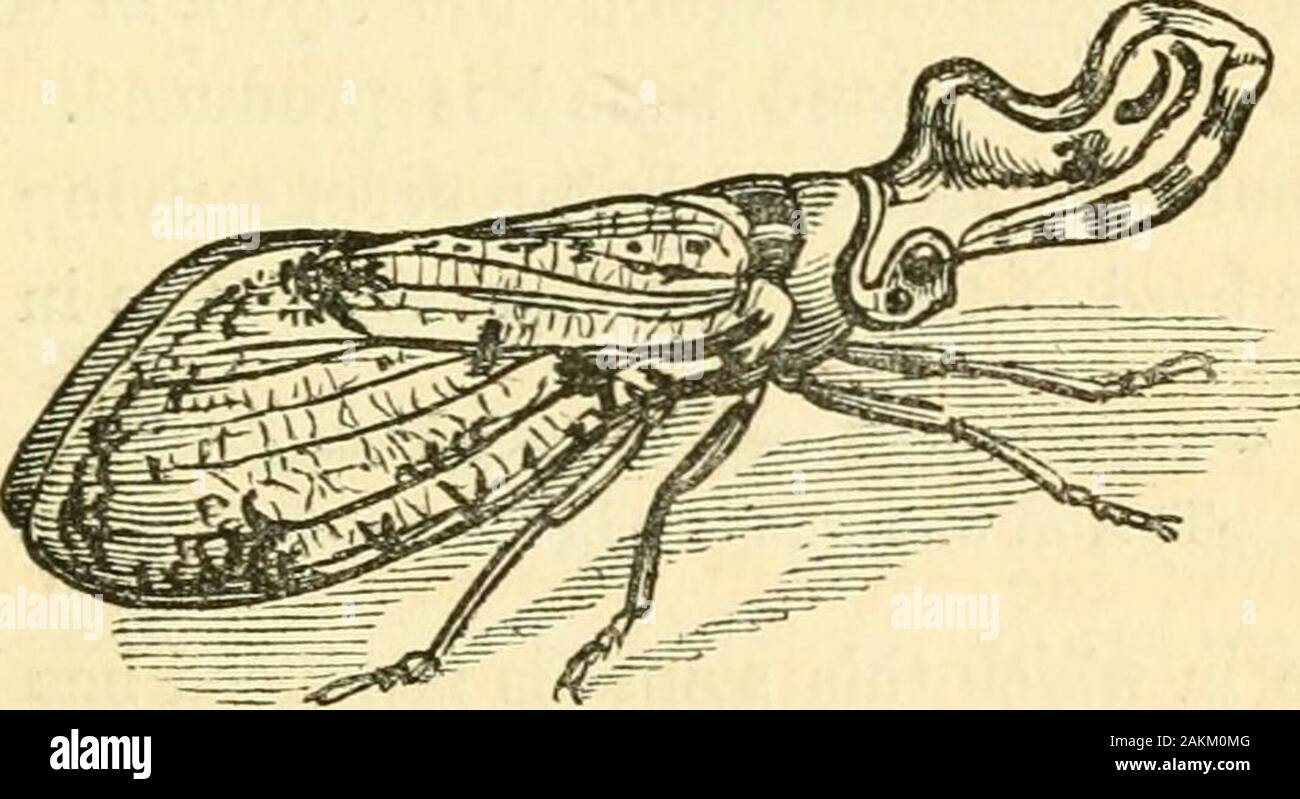 Evidence of insects hi-res stock photography and images - Alamy