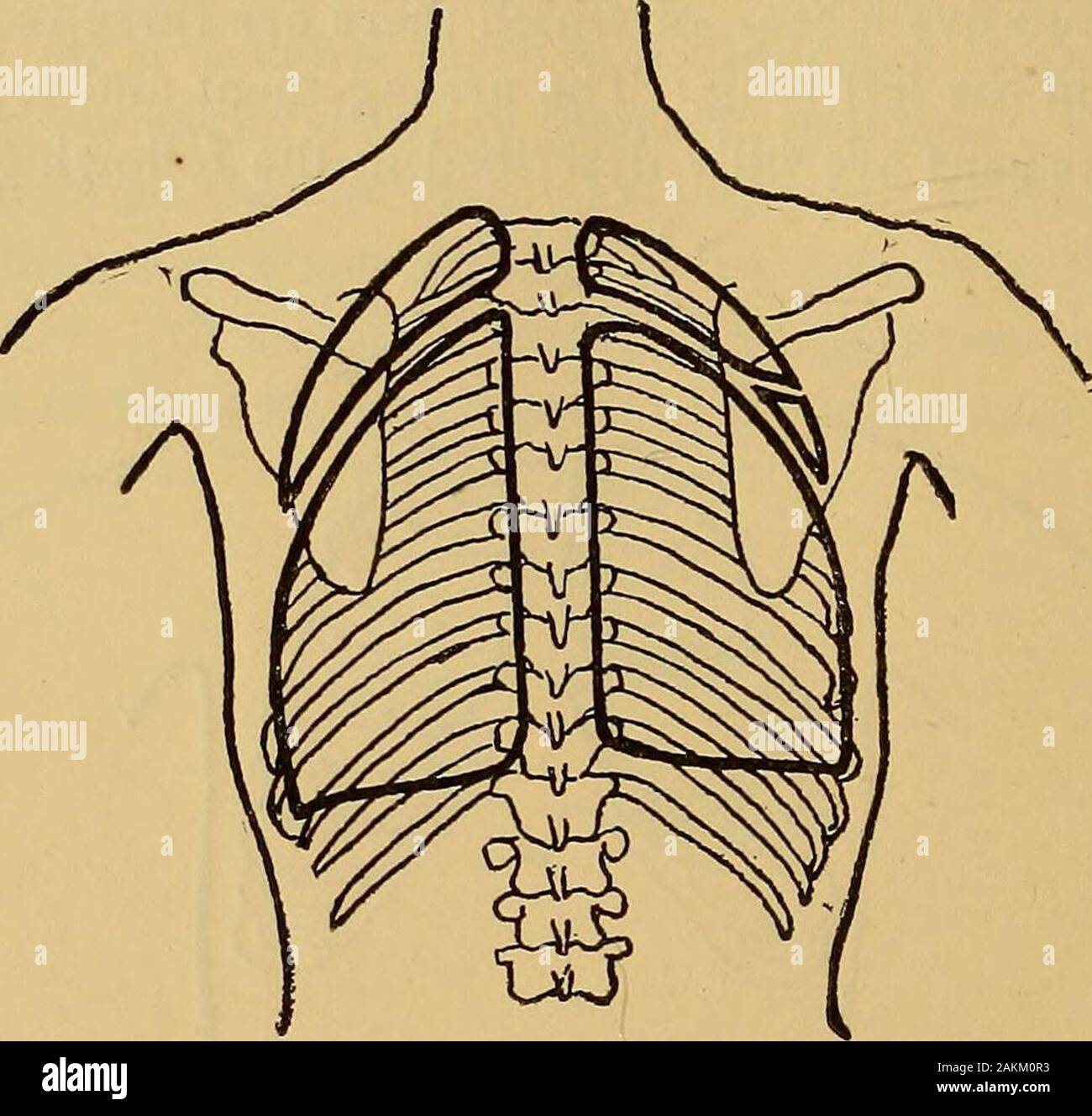 Pulmonary consumption, pneumonia, and allied diseases of the lungs ...