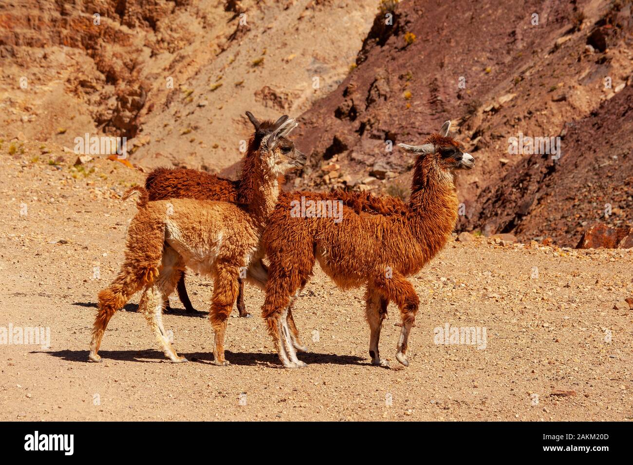 Alpacas on the hills at around 4000 meters above sea level as seen from ...