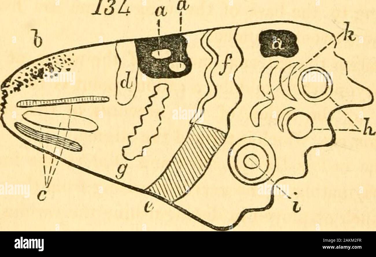 The entomologist's text book : an introduction to the natural history ...