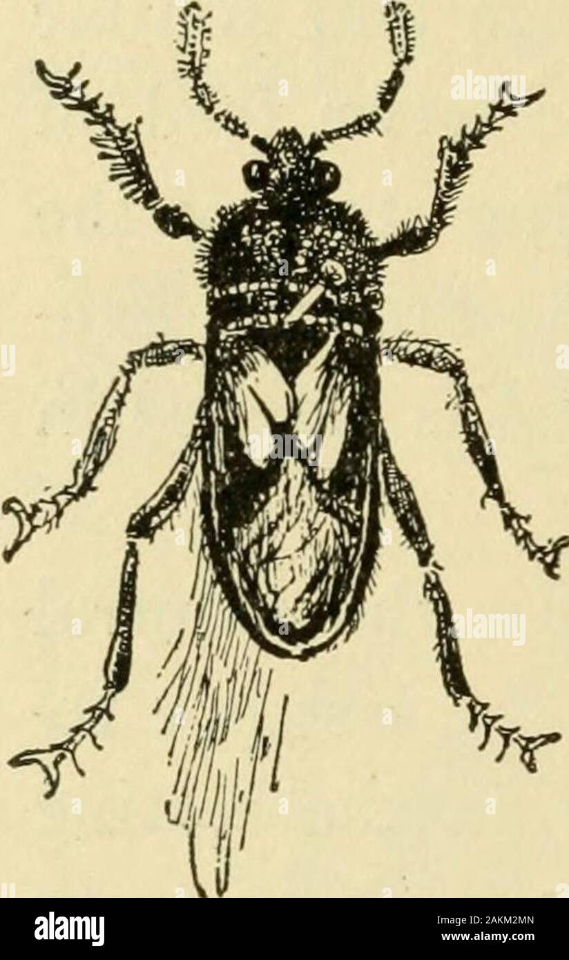 Scale insect maple hi-res stock photography and images - Alamy