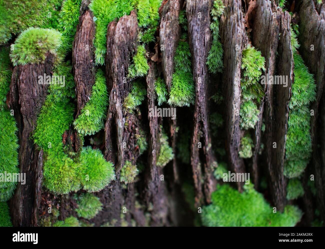 Strong moss growth hi-res stock photography and images - Alamy