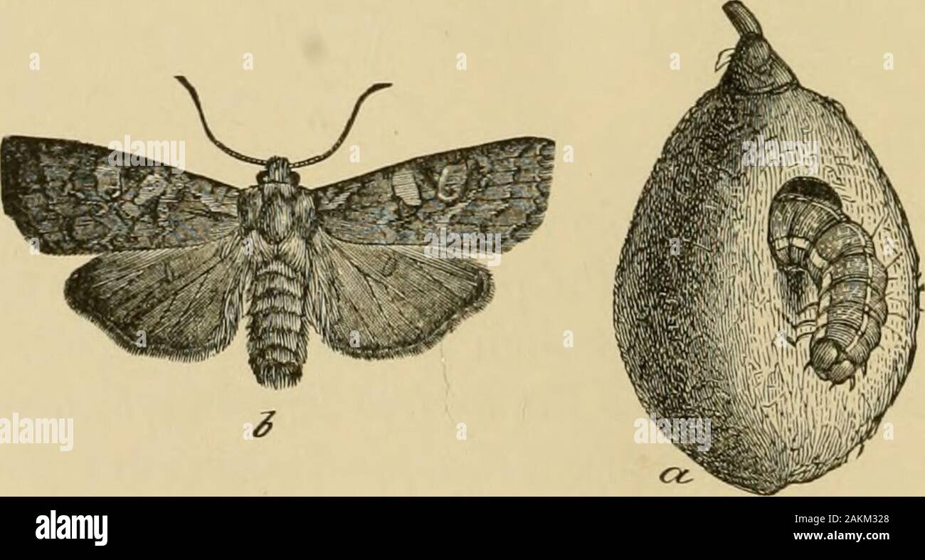 Insects injurious to fruits . y decays. No. 63.—The Apple Thrips ...
