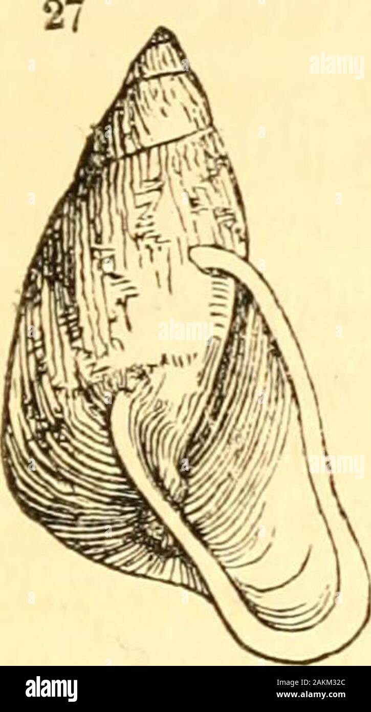 A treatise on malacology; or, Shells and shell fish . ULA. BULIMUS. 181 ...