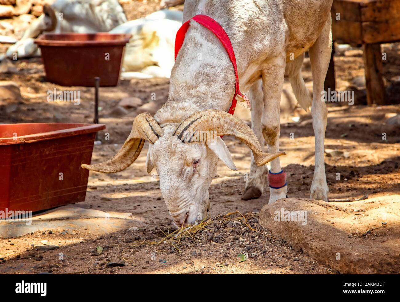 Portrait of goat on a typical dusty yard in Goree, Senegal. It's near ...