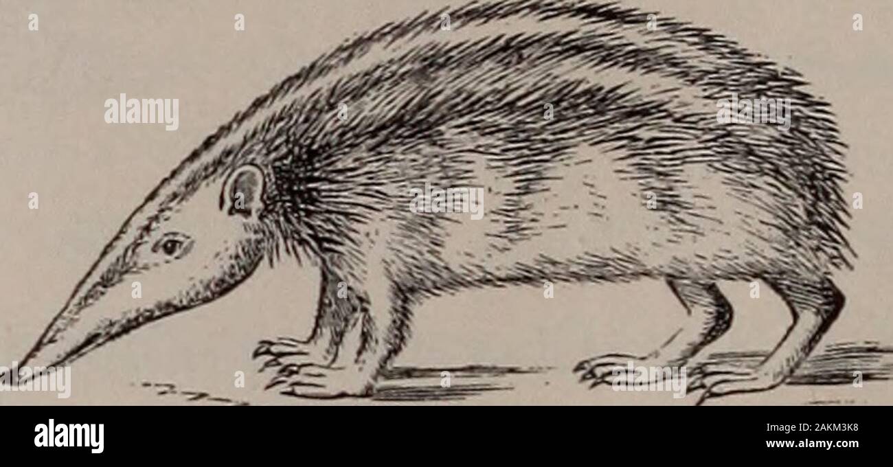 Natural history of animals; . Fig. 81. — Nose of Star-nosedMole. Fig ...