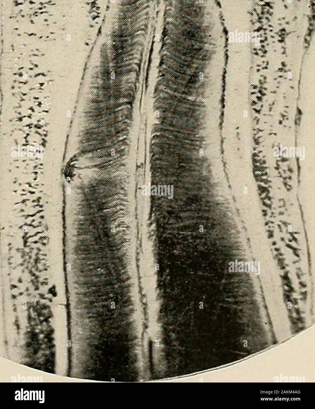 Principles and practice of operative dentistry . Fig. 605.—Vertical ...