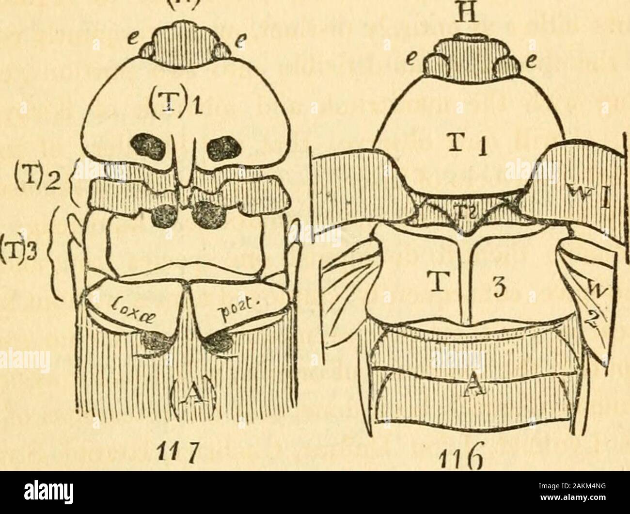 Insect locomotion hi-res stock photography and images - Alamy