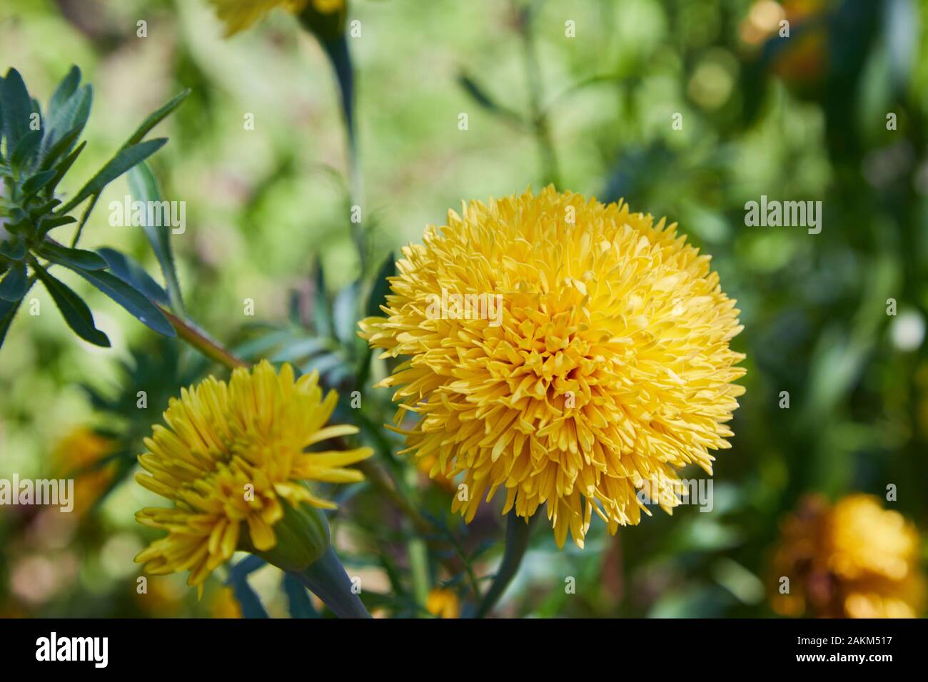Tagetes erecta, commonly called tagete, a species of the Asteraceae ...