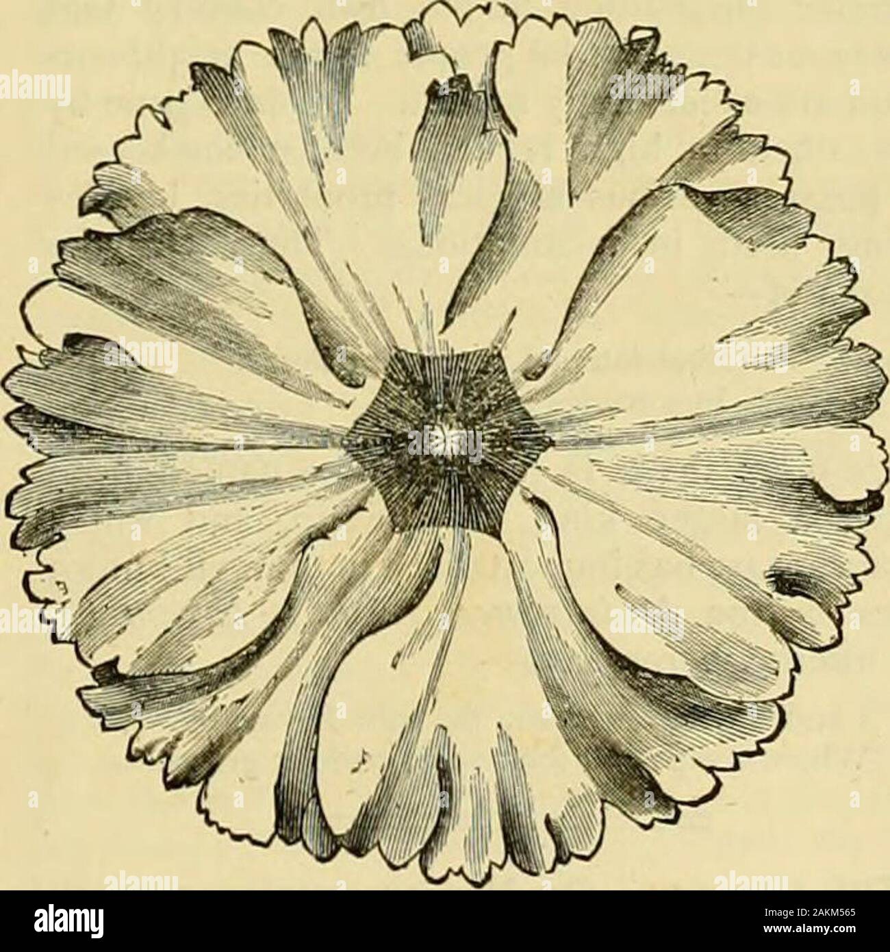 Celosia pyramidalis hi-res stock photography and images - Alamy