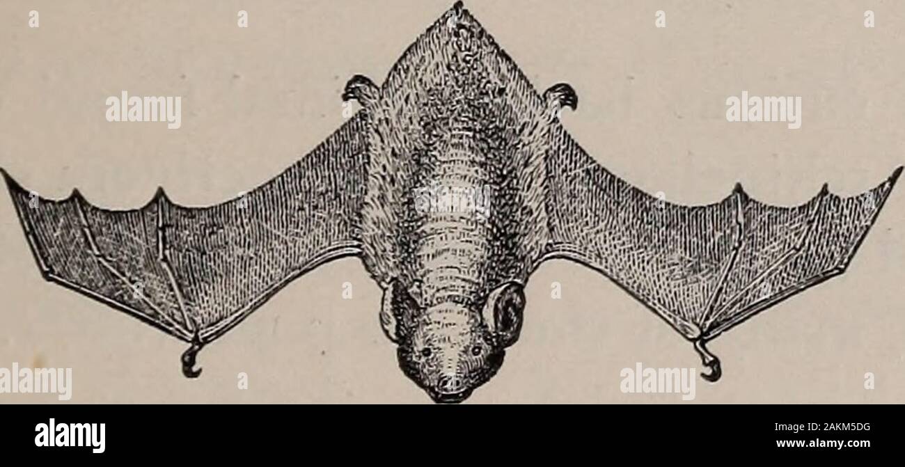 Whale with hind legs hi-res stock photography and images - Alamy