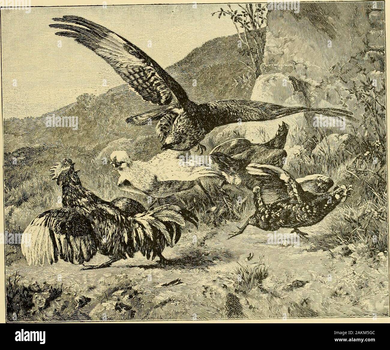 Hunting and trapping stories; a book for boys . iLWVK ATTACKING ...