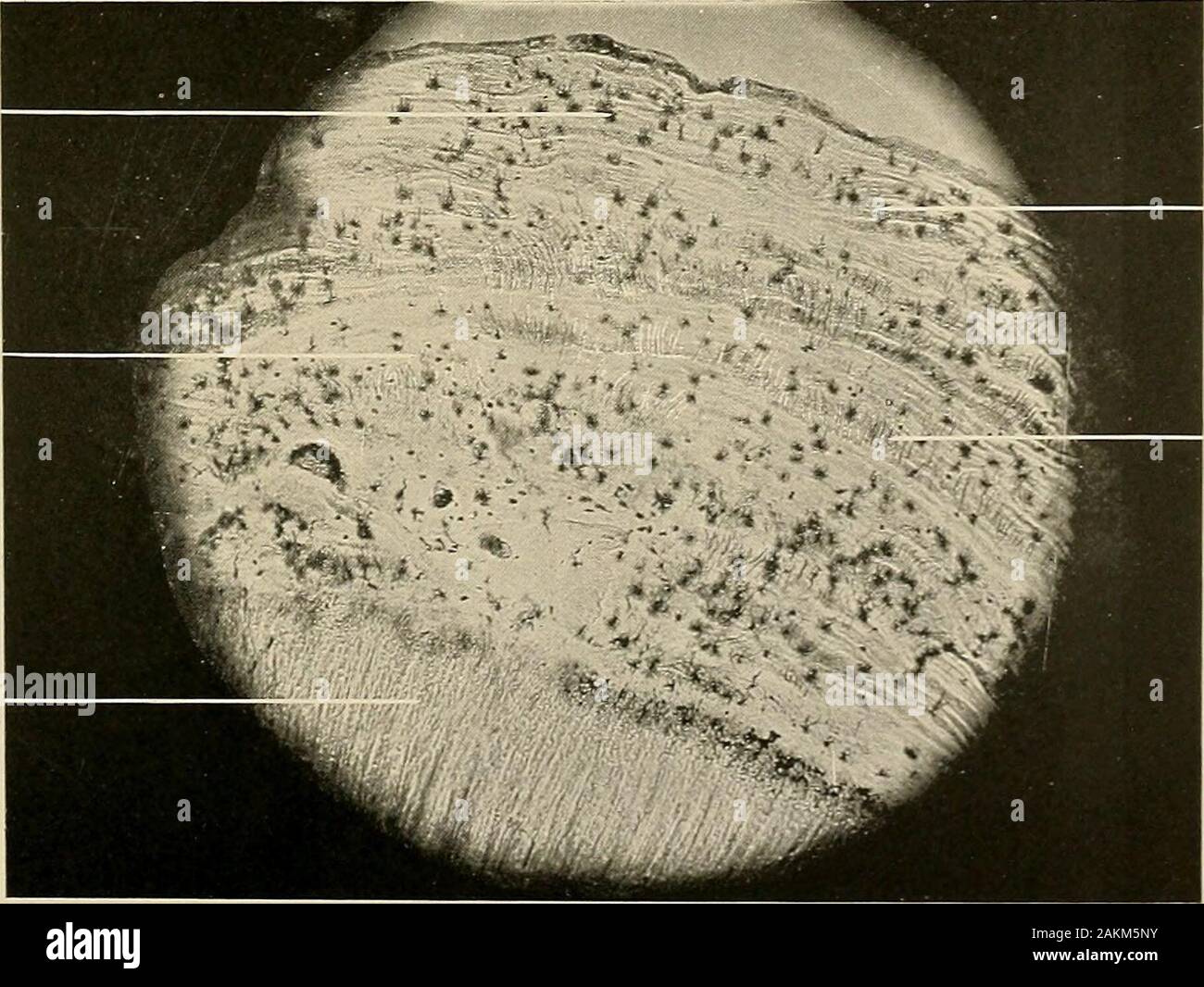Transverse section of a root hi-res stock photography and images - Alamy