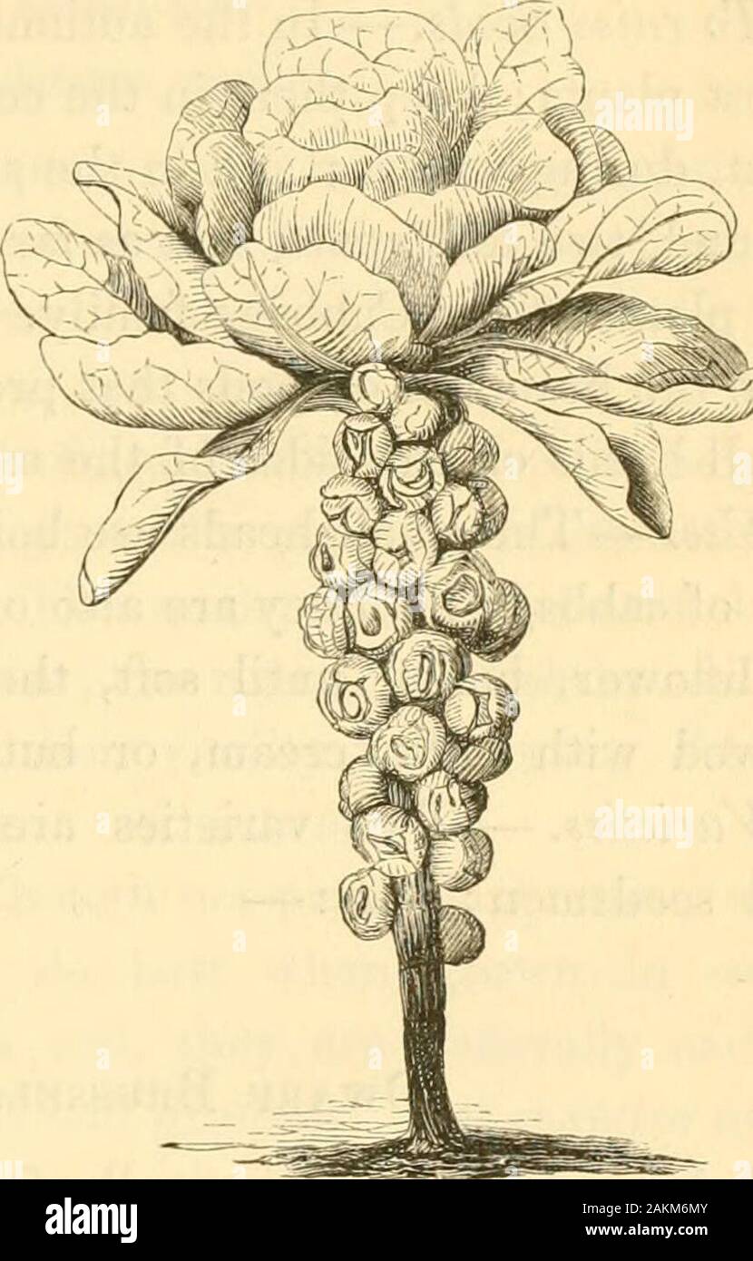The field and garden vegetables of America: containing full ...