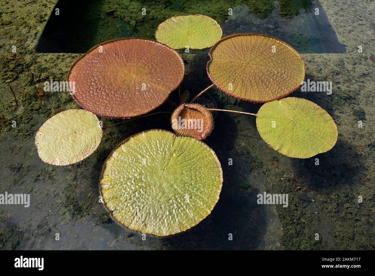 Lily pad floating on top hi-res stock photography and images - Alamy