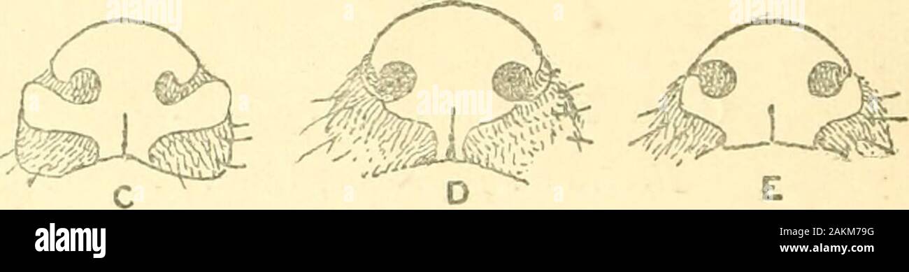 Neotragus hi-res stock photography and images - Alamy