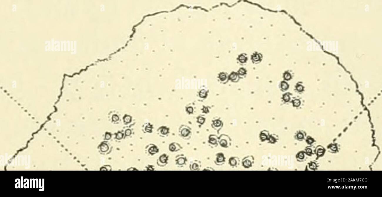 Corona cumulus cells hi-res stock photography and images - Alamy