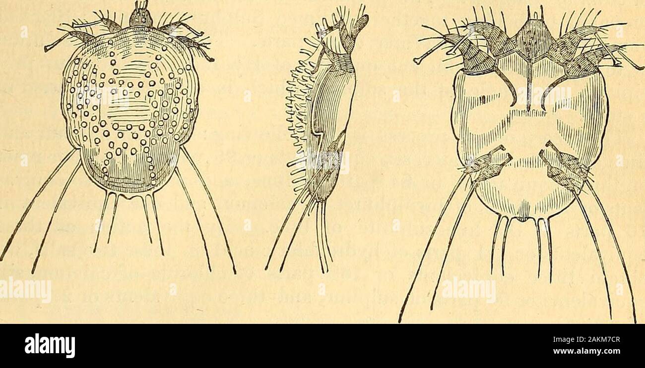 Scrofula High Resolution Stock Photography and Images - Alamy