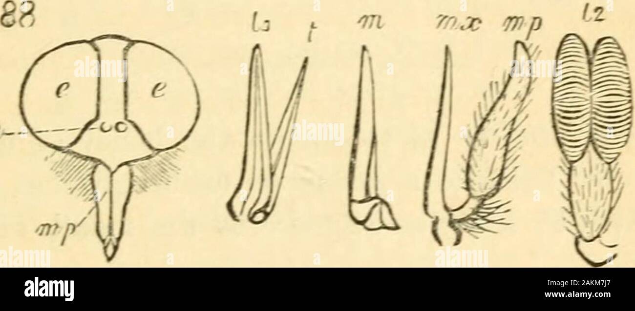 The entomologist's text book : an introduction to the natural history ...