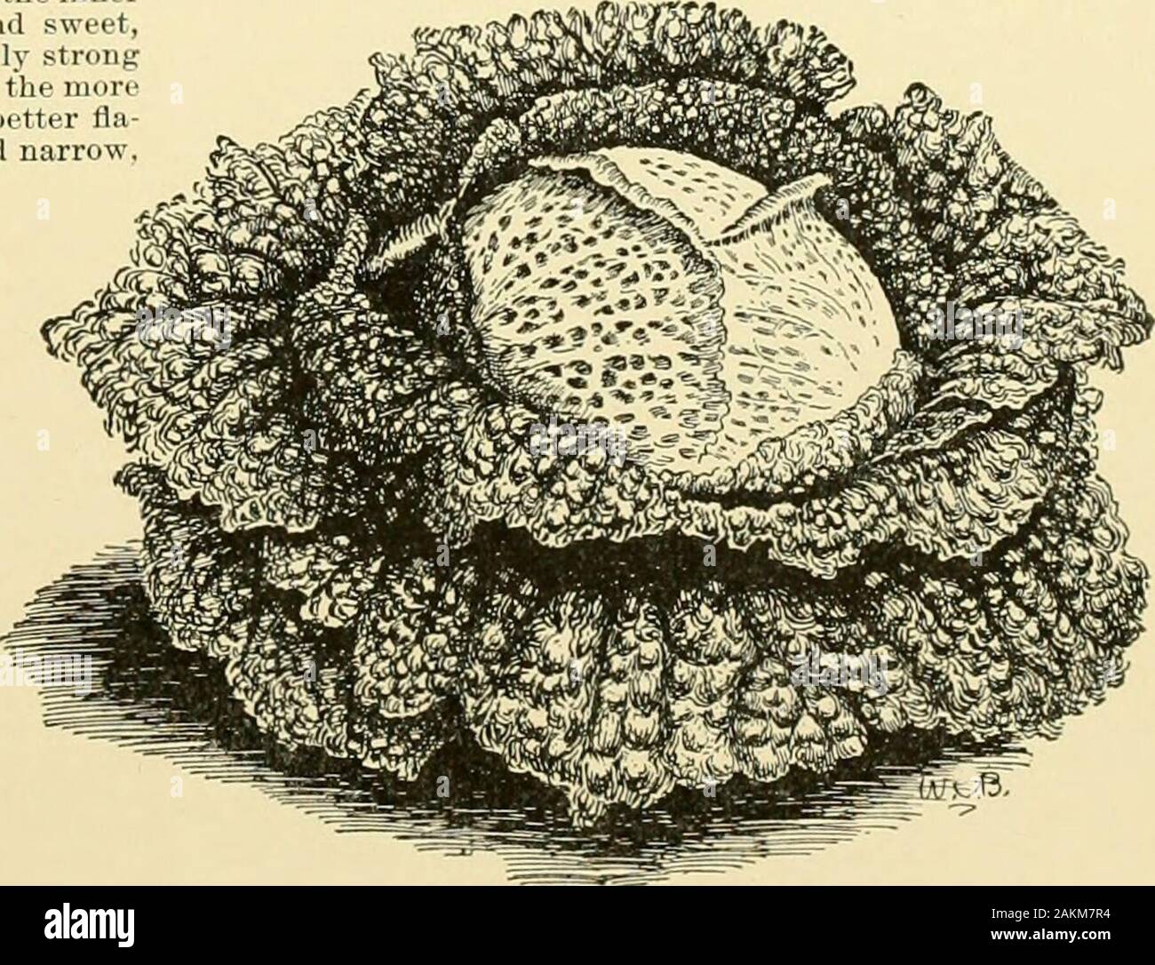 Hardiest species hi-res stock photography and images - Alamy