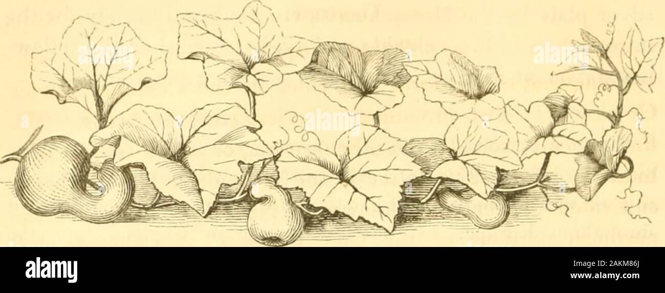 The field and garden vegetables of America: containing full ...