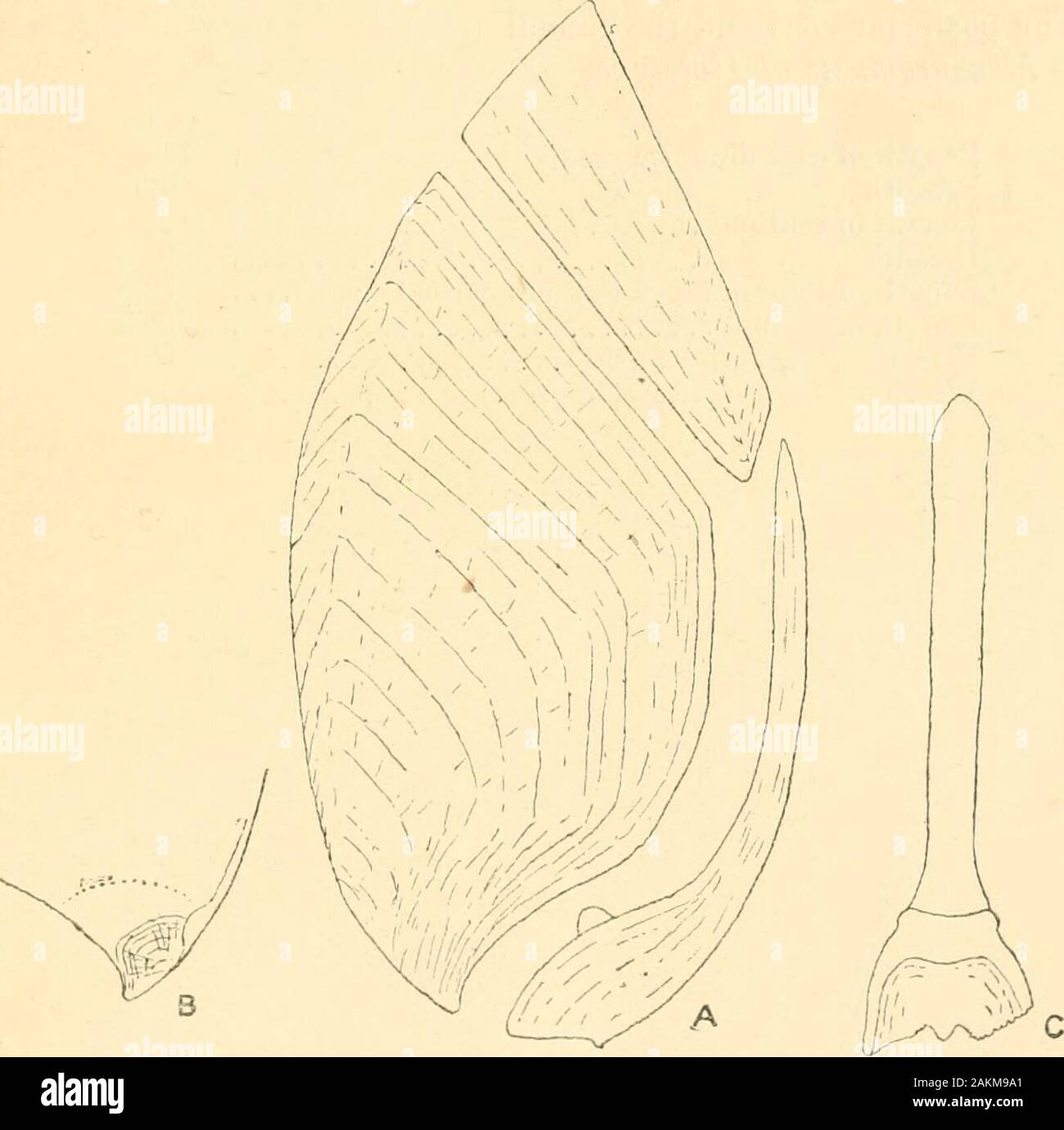 Obtuse umbo hi-res stock photography and images - Alamy