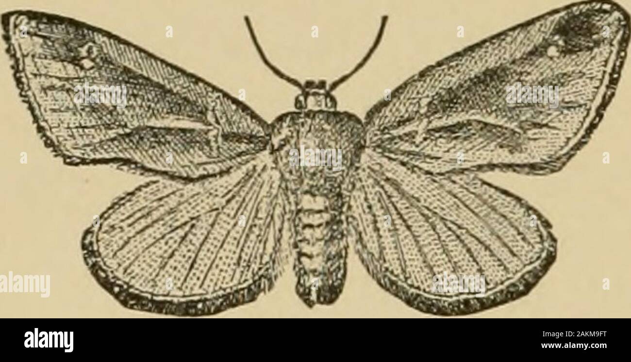 Half spherical body hi-res stock photography and images - Alamy