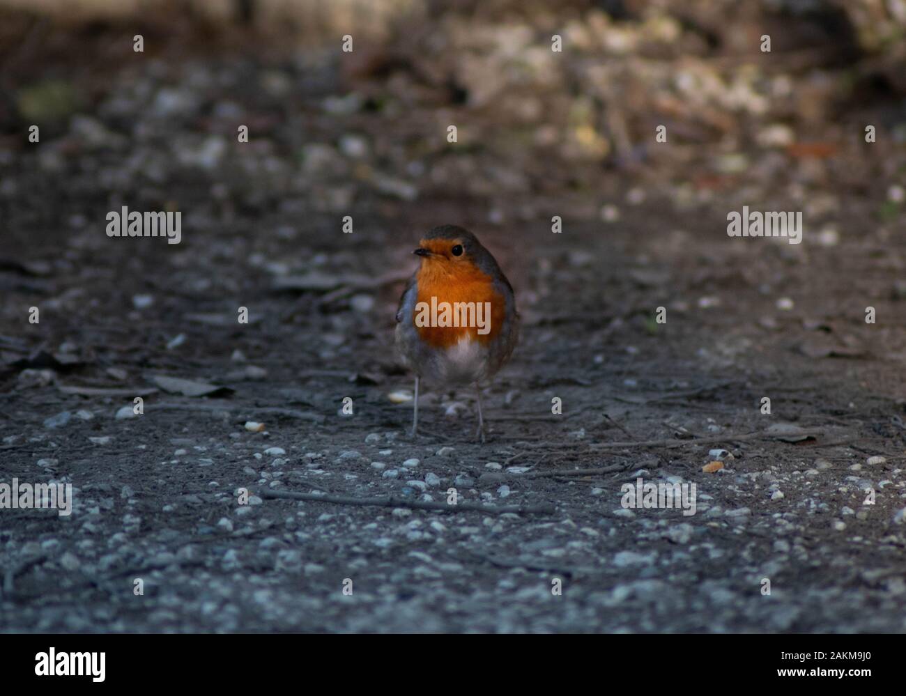 Detailed macro of a robin facing frontally Stock Photo - Alamy