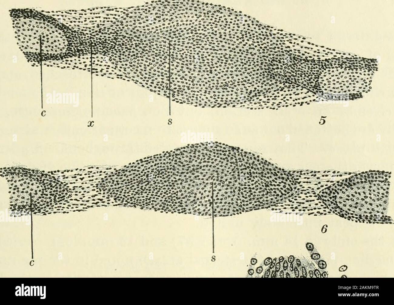 The American journal of anatomy . ^ of the sternal anlage in theway ...