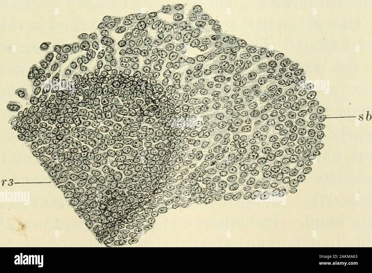 The American journal of anatomy . v-s*. Fig. 3 Pig, 20 mm. TransveiTse ...
